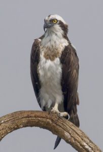 Blackland Prairie Raptor Center - Raptor Rehab & Events