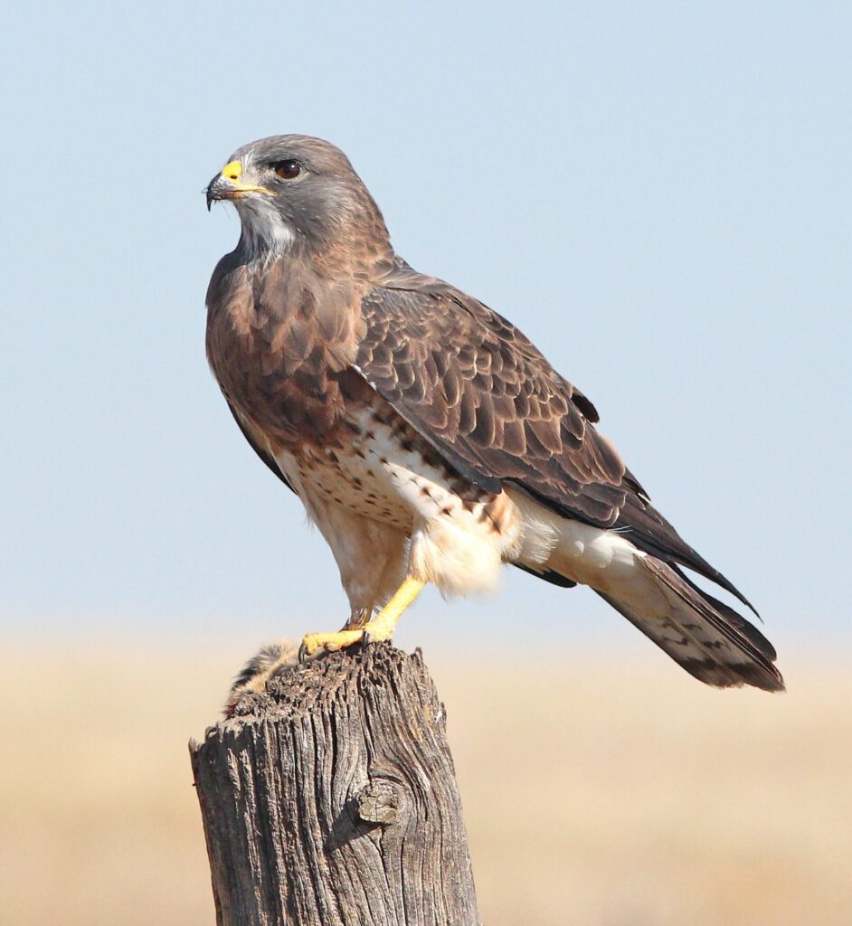 Raptor Experiences - Blackland Prairie Raptor Center