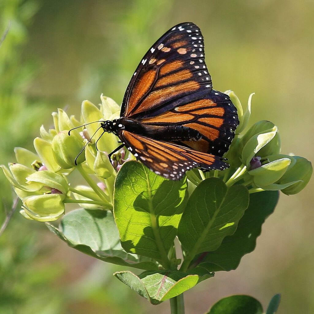 Blackland Prairie Raptor Center - Raptor Rehab & Events